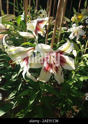 Lilium Lavon (Zeba Stock Photo - Alamy