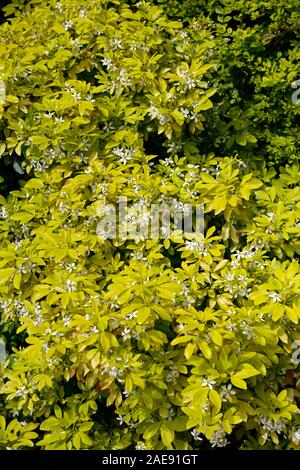 choisya ternata sundance yellow gold golden foliage leaves shrubs ...