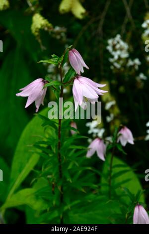 lilium mackliniae,Shirui,Siroi,lily,white,pink,species,lilies,naga form ...