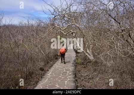 Trekker in Tijeretas Bay, Isla San Cristobal, Galapagos Islands ...