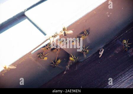 Wasp's nest in house loft. Berkshire, UK Stock Photo - Alamy