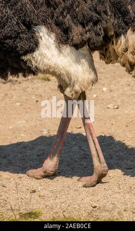 The feet of an ostrich in the sand Stock Photo - Alamy