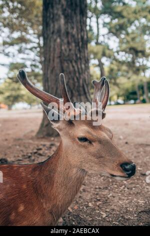 a kyoto deer in nara park Stock Photo - Alamy