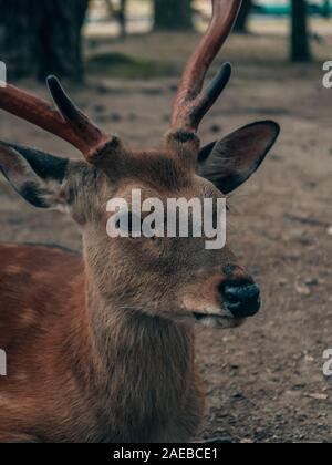 Autumn maple red with Wild deer roam free in Nara Park, Nara, Japan ...