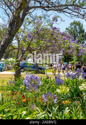 Agapanthus and Jacaranda tree in full bloom at Ardross St Applecross ...
