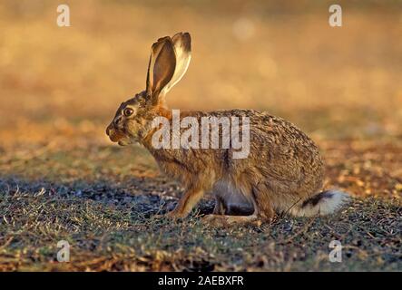 African hare (Cape hare) (brown hare) (Lepus capensis), Serengeti ...