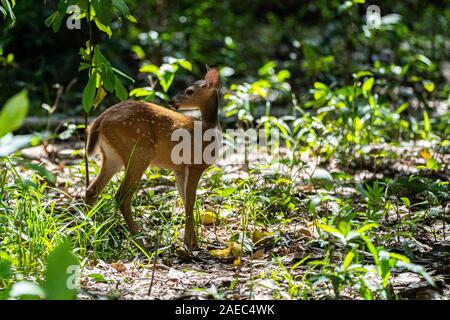 Mazama americana, Red Brocket Deer, Iguassu NP, Argentina Stock Photo ...