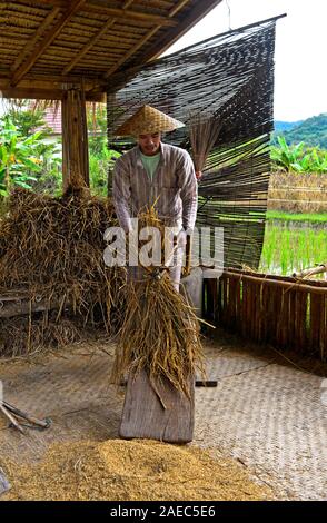 Traditional rice harvest, men threshing paddy rice by beating corn ...