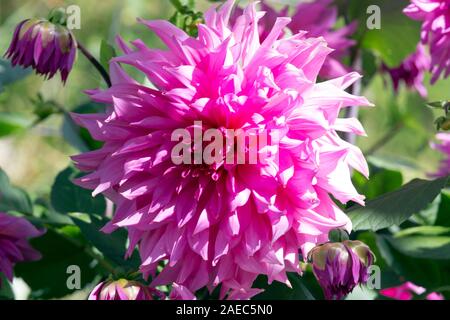 Maculis tree pink flowers Tabebuia rosea oak in Mexico Stock Photo - Alamy