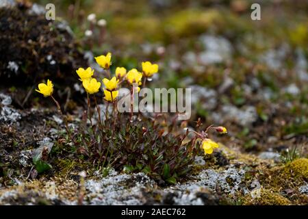 Snow buttercup, Ranunculus nivalis, in flower in high snow-melt area ...