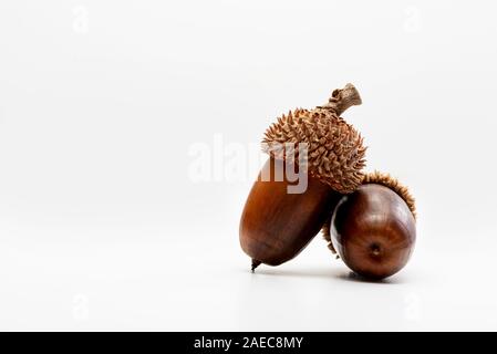 Close up shot two acorns on a white background Stock Photo - Alamy