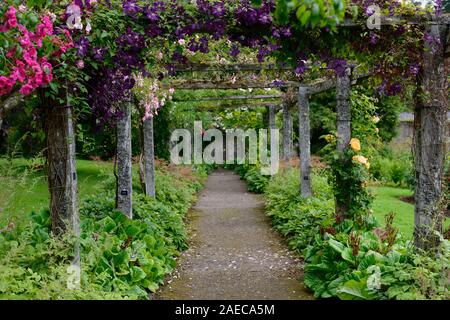 clematis etoile violette,group 3 clematis,purple flowers,flowering ...