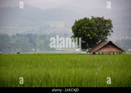 Rice fields in the fertile plains of Mindoro island, The Philippines ...