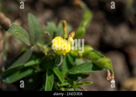 Pigeon pea crop in farm field field Stock Photo - Alamy