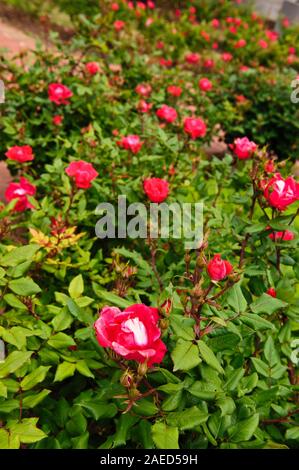 Red and white rose bushes Stock Photo - Alamy