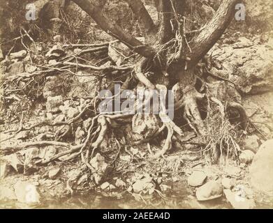 Tangle of roots Stock Photo - Alamy