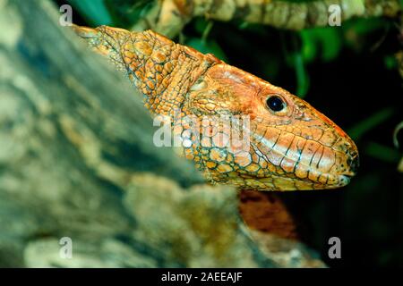 Paraguay Caiman Lizard Stock Photo - Alamy