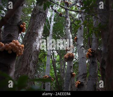 cyttaria darwinii fungi on a tree in south america detail close up ...