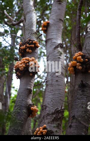 cyttaria darwinii fungi on a tree in south america detail close up ...