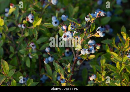 Wild Blueberries Cyanococcus Ontario Canada Plant Blue Stock Photo - Alamy