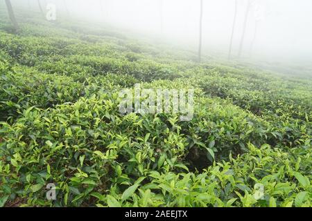 Tea plantation, Tea Nest resort, Singara Estate, Coonoor, Nilgiris ...