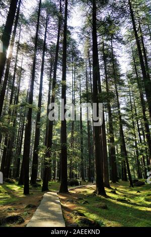 Trees forest, Wildlife Sanctuary, Manali, Himachal Pradesh, India, Asia ...