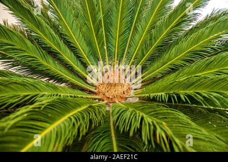 Close Up view of a female Sago Palm (a.k.a. Japanese sago palm, Funeral ...