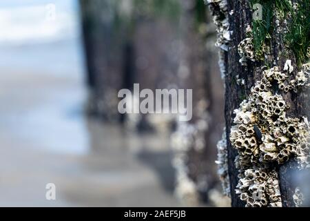 Barnacles are sea creatures that attaches themself to a jetty, rock ...