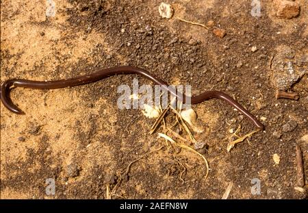 European worm snake or blind snake, Typhlops vermicularis, Bulgaria ...