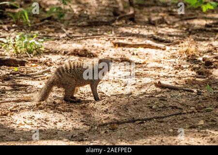 Banded mongoose (Mungos mungo), Ngorongoro Conservation Area, Tanzania ...
