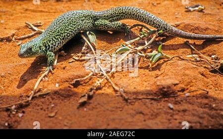Lizard in Turkey Stock Photo - Alamy