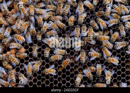 Bees inside a beehive with the queen bee in the middle Stock Photo - Alamy