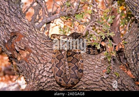Israel Vipera palaestinae is a venomous viper species found in Syria ...