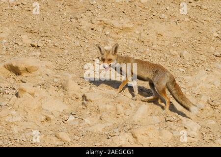 Arabian Red Fox (Vulpes vulpes arabica), Sharjah, UAE Stock Photo ...