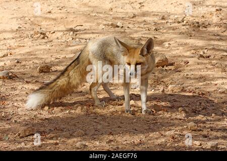 Israel, Arava Desert, Rueppell's fox and also called the sand fox ...