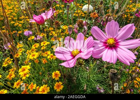 colorful pink flowers cosmos in the garden on fresh bright blue sky ...