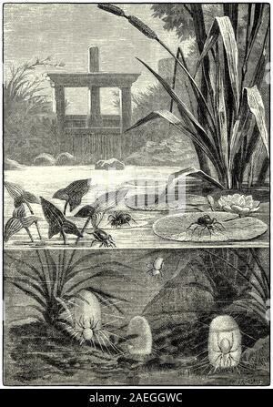The diving bell spider or water spider (Argyroneta aquatica) is the ...