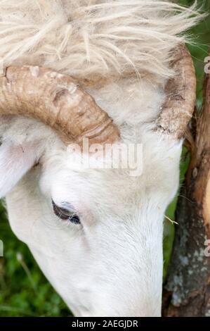 Head Shot of Sheep with Horns Eating Straw Stock Photo - Alamy