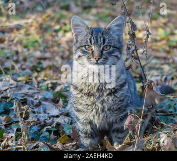 grey wild cat in the forest hunts and lives in the forest Stock Photo ...
