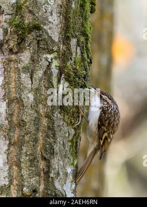 Treecreeper Certhia familiaris long downcurved bill short stiff tail ...