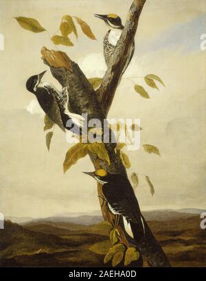 This illustration depicts the Black-Backed Three-Toed Woodpecker, a ...