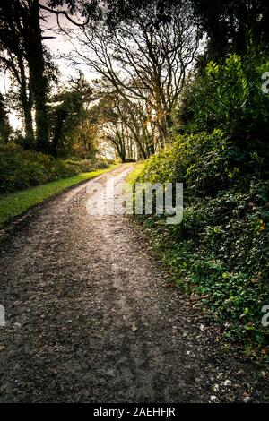 A muddy path in Colan Woods, the overgrown grounds of the historic Fir ...