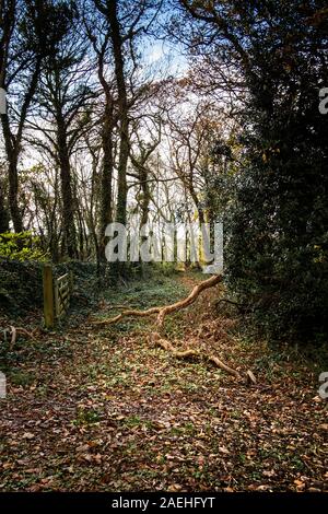 Trees in Colan Woods, the overgrown grounds of the historic Fir Hill ...