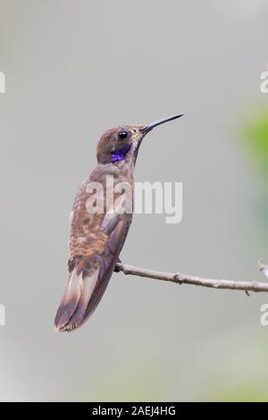 Brown violetear (Colibri delphinae), Brown Violet-ear Hummingbird ...