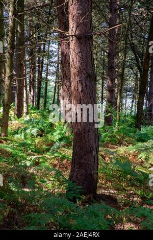 Ferns and tree trunks covering the ground of Landes Forest, Aquitaine ...