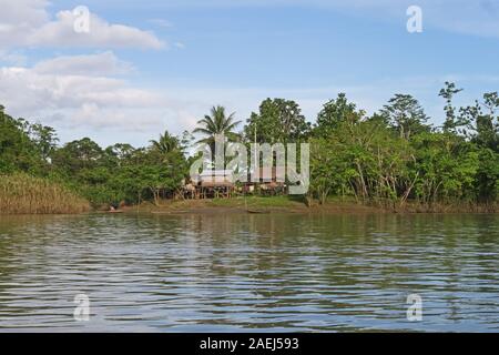 view of rainforest along bank of river Fly River, Papua New Guinea July ...