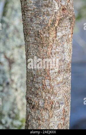 Fissured tree bark texture of Common Alder / Alnus glutinosa. Parts of ...