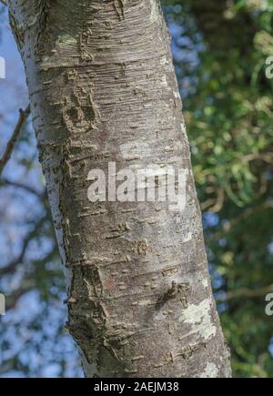 Fissured tree bark texture of Common Alder / Alnus glutinosa. Parts of ...