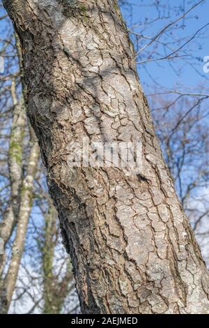 Fissured tree bark texture of Common Alder / Alnus glutinosa. Parts of ...