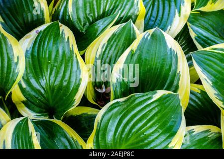 Hosta Queen Josephine growing in a garden Stock Photo - Alamy